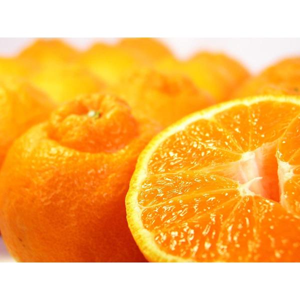 ※メーカー都合によりパッケージ等の外装面で異なる場合がございますので、あらかじめご了承くださいませ(免責) 画像は見本(イメージ)です。画像内に写った期限は撮影時のものであり、お届けする商品は期限内となります。詳細な期限については直接お問合...