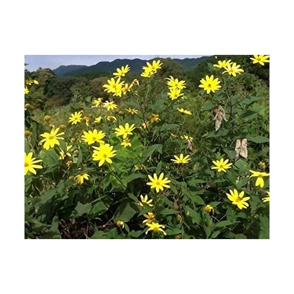 ※メーカー都合によりパッケージ等の外装面で異なる場合がございますので、あらかじめご了承くださいませ(免責) 画像は見本(イメージ)です。画像内に写った期限は撮影時のものであり、お届けする商品は期限内となります。詳細な期限については直接お問合...