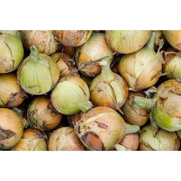 ※メーカー都合によりパッケージ等の外装面で異なる場合がございますので、あらかじめご了承くださいませ(免責) 画像は見本(イメージ)です。画像内に写った期限は撮影時のものであり、お届けする商品は期限内となります。詳細な期限については直接お問合...