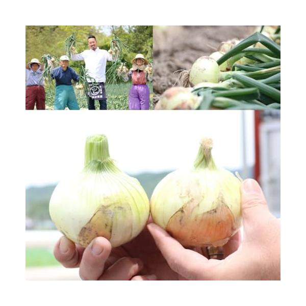 ※メーカー都合によりパッケージ等の外装面で異なる場合がございますので、あらかじめご了承くださいませ(免責) 画像は見本(イメージ)です。画像内に写った期限は撮影時のものであり、お届けする商品は期限内となります。詳細な期限については直接お問合...