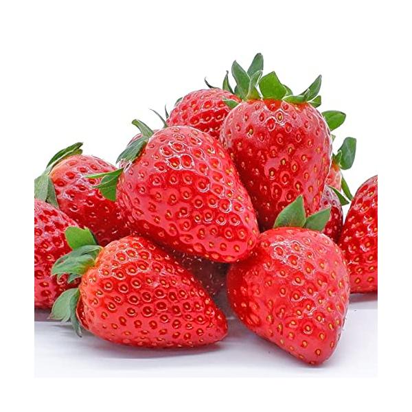 ※メーカー都合によりパッケージ等の外装面で異なる場合がございますので、あらかじめご了承くださいませ(免責) 画像は見本(イメージ)です。画像内に写った期限は撮影時のものであり、お届けする商品は期限内となります。詳細な期限については直接お問合...