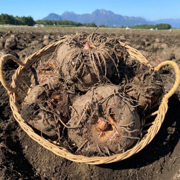 ※メーカー都合によりパッケージ等の外装面で異なる場合がございますので、あらかじめご了承くださいませ(免責) 画像は見本(イメージ)です。画像内に写った期限は撮影時のものであり、お届けする商品は期限内となります。詳細な期限については直接お問合...