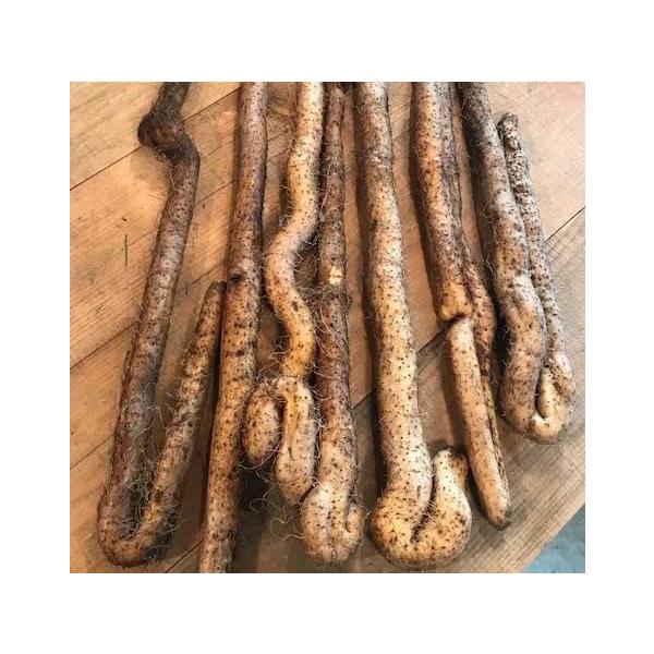 ※メーカー都合によりパッケージ等の外装面で異なる場合がございますので、あらかじめご了承くださいませ(免責) 画像は見本(イメージ)です。画像内に写った期限は撮影時のものであり、お届けする商品は期限内となります。詳細な期限については直接お問合...