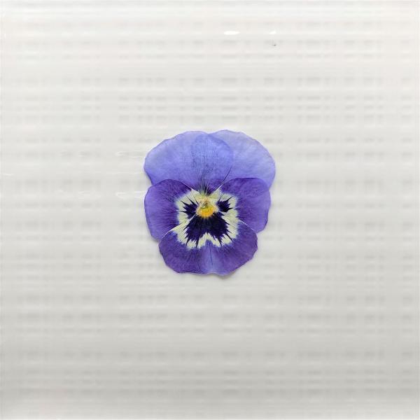 ※メーカー都合によりパッケージ等の外装面で異なる場合がございますので、あらかじめご了承くださいませ(免責) 画像は見本(イメージ)です。画像内に写った期限は撮影時のものであり、お届けする商品は期限内となります。詳細な期限については直接お問合...