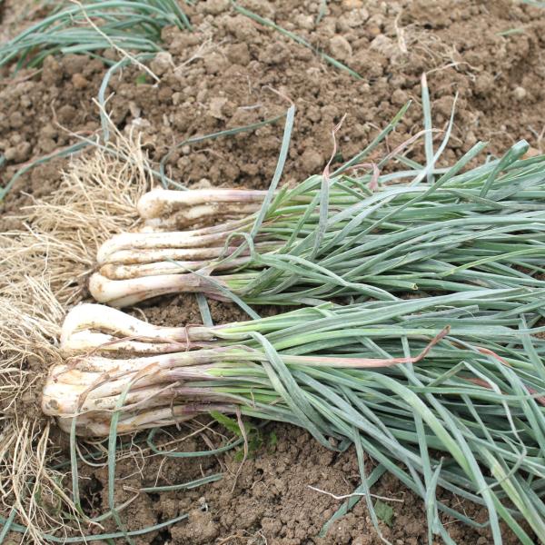 ※メーカー都合によりパッケージ等の外装面で異なる場合がございますので、あらかじめご了承くださいませ(免責) 画像は見本(イメージ)です。画像内に写った期限は撮影時のものであり、お届けする商品は期限内となります。詳細な期限については直接お問合...