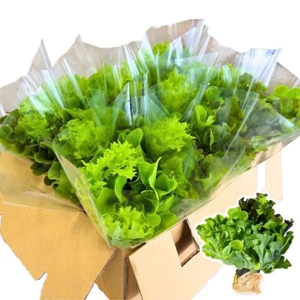 ※メーカー都合によりパッケージ等の外装面で異なる場合がございますので、あらかじめご了承くださいませ(免責) 画像は見本(イメージ)です。画像内に写った期限は撮影時のものであり、お届けする商品は期限内となります。詳細な期限については直接お問合...