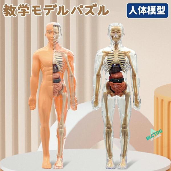 商品仕様サイズ：約35cm（1/5スケール）素材：高品質プラスチック製関節：可動式（動かして骨格の動きを再現可能）用途：教育用、研究用、医療学習用関連キーワード：人間の骨の実際の細部の比率を模倣する人体模型 骨格 ミニ 人体骨格模型 人体解...