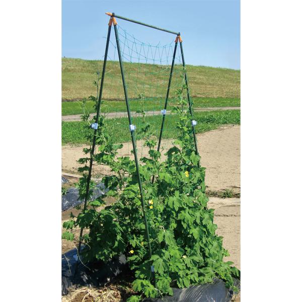 お庭で手軽にミニ菜園が楽しめます。