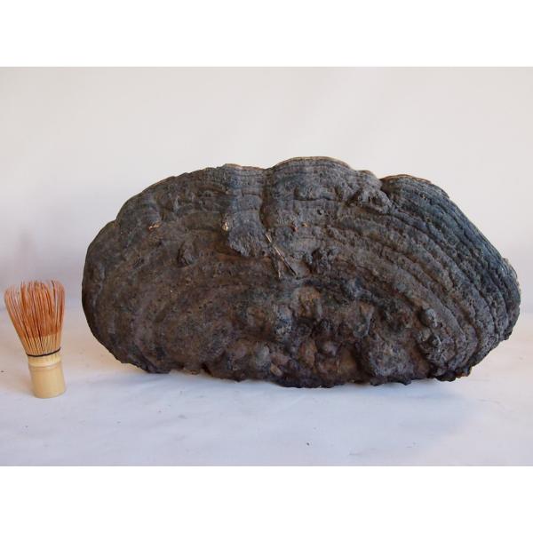 年代物 特大 猿の腰掛45ｃｍ2,2ｋｇです。猿の腰掛は漢方にはもちろん末広がりの形状から縁起物として永く大切にされてきた品です。木の接触面から直径1メートル以上でしょうか、相当な大木に自生されていたことがうかがい知れます。経年により完全に...