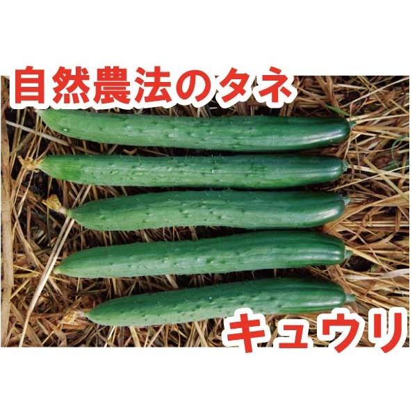 露地の早まきから直まき栽培に適する。主枝雌花率25％前後、中緑の丸葉、茎太の中側枝が多く発生する。果長はやや長く、果揃いがよく、初期から収量が多いので露地早出し出荷に最適。うどんこ病、べと病に強くスタミナがあり長期栽培できる。●播く時期●温...