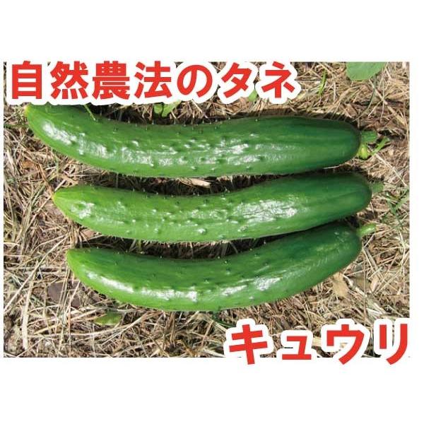 果実は鮮緑色。やや短く胴が少しくびれ、曲がりが少ない。肉厚で歯切れが良く夏キュウリの味が濃厚である。葉は淡緑小葉で節間は短く、耐暑性、耐病性が強く作りやすい。親ヅル着果が少なく、子ヅルから収穫する枝成りキュウリ。盛夏から初秋に直播きして霜が...