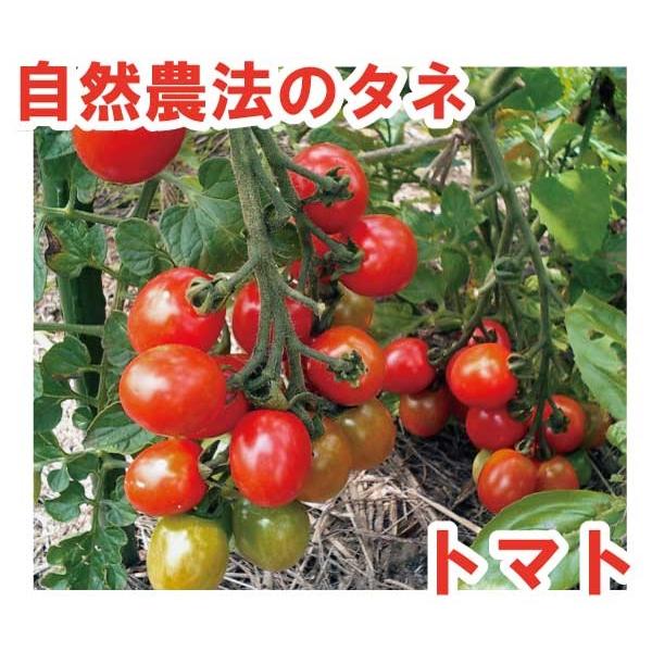 果色の濃い甘いミニトマト。単為結果性があり、着果が良い。耐裂果性により、露地栽培でも完熟収穫できる。プランターから露地栽培まで幅広く適応する。果重20g程度の腰高球、１房10〜20果実が鈴なりになる。萎ちょう病レース１・２、サツマイモネコブ...