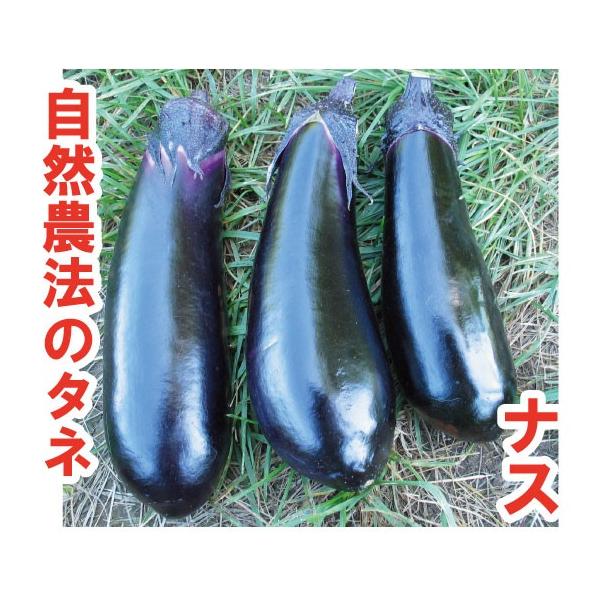 中生中長ナスと自農育成長ナス系統との一代交配種。果実は光沢の強い黒紫色で、やや長めの長卵形。草姿半立性で、草勢強く、後半までスタミナが持続し、多収量性。出荷用に適する。●播く時期●温暖地：2月下旬〜<　送料（種子のみご注文の場合）&g...