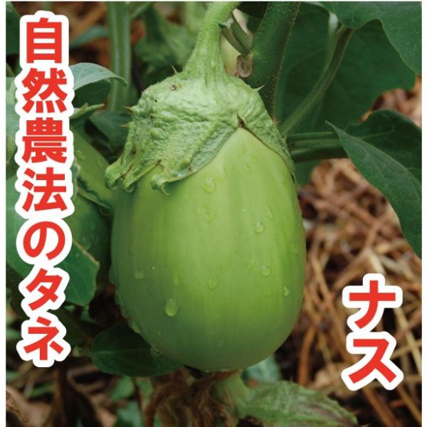 果肉が柔らかく、汁の実や煮食に適しています。草勢が極めて強く、作りやすいです。大果で収穫しても硬くなりにくく、種子も気になりません。●播く時期●温暖地：2月下旬〜<　送料（種子のみご注文の場合）>※郵送でのポスト投函となります。...