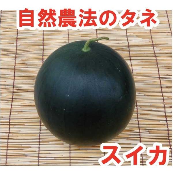 果皮が黒緑。果実は2.5〜3kgの小玉種。果皮がしっかりして裂果に強い品種。果肉は濃紅色で糖度11度前後。着果性がよく、作りやすいです。●播く時期●温暖地：3月上旬〜3月下旬<　送料（種子のみご注文の場合）>※郵送でのポスト投函...