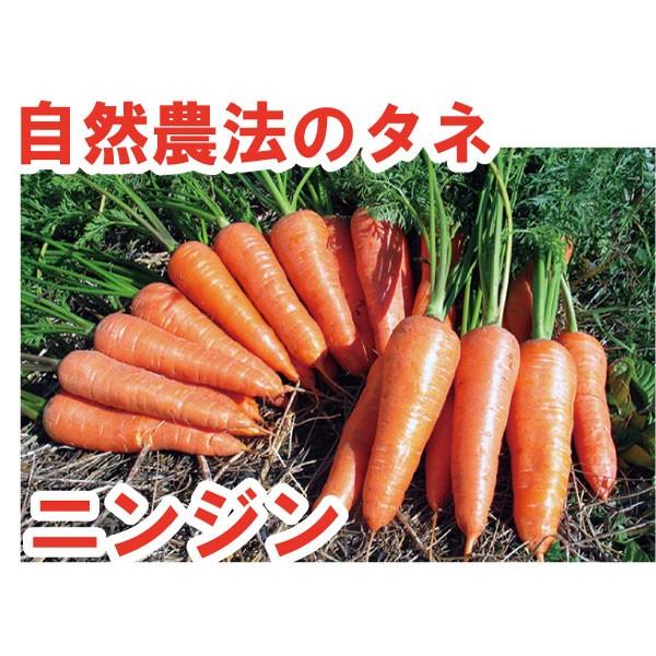 草勢が強く少肥で栽培できる秋冬どり五寸ニンジン。草姿は開帳性、大葉で痩せ地でも根の太りがよい。火山灰土壌に適し、夏播きして晩秋から冬どりに適する。根部はやや肩が張る円筒形で甘みがある。●播く時期●温暖地：7月下旬〜8月上旬