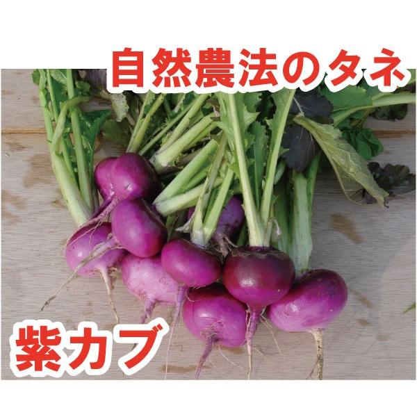 長野県木曽地方在来の木曽カブから選抜育成。葉は開張し、欠刻が多い。カブは腰高で大きく濃紫色となる。甘酢漬けにすると薄紫色に染まり、美味。秋まき専用。●播く時期●温暖地：8月下旬〜9月中旬