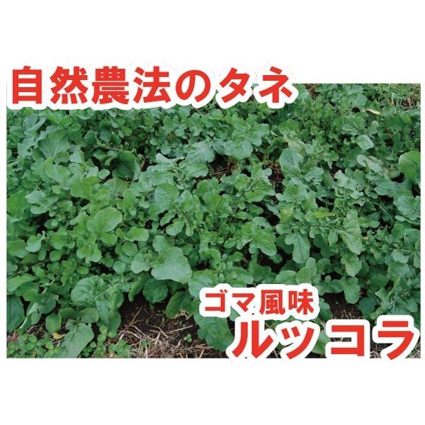 ルッコラ、ロケットとも呼ばれ、ゴマの風味と辛みのあるアブラナ科のハーブ。ビタミンCやカルシウム、鉄分などを多く含む健康野菜でサラダやおひたしに利用する。春まきで30〜50日で収穫となる。花茎や蕾、花も食用になる。●播く時期●温暖地：3月中旬...