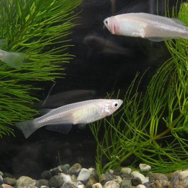 ※画像は参考個体です。【名称】シロメダカ【サイズ】約2cm〜3cm【生体数】10匹★真っ白でキレイなメダカです。★野生のメダカの体全体から多くの色素が抜け落ち、全身が白いことがシロメダカの特徴です。