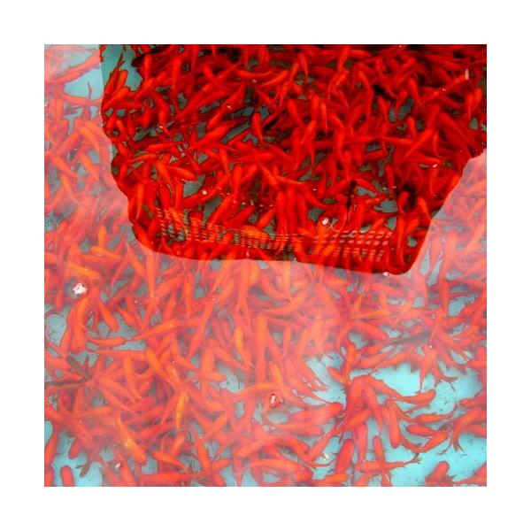 ※画像は参考個体です。【名称】 小姉　【サイズ】約6cm〜8cm【生体数】50匹個体サイズや模様、雌雄の指定についてはお受け致しかねますのでご了承下さい。※死着補償は半滅以上での対応となります。※到着後24時間以内にメールかお電話にてご連絡...