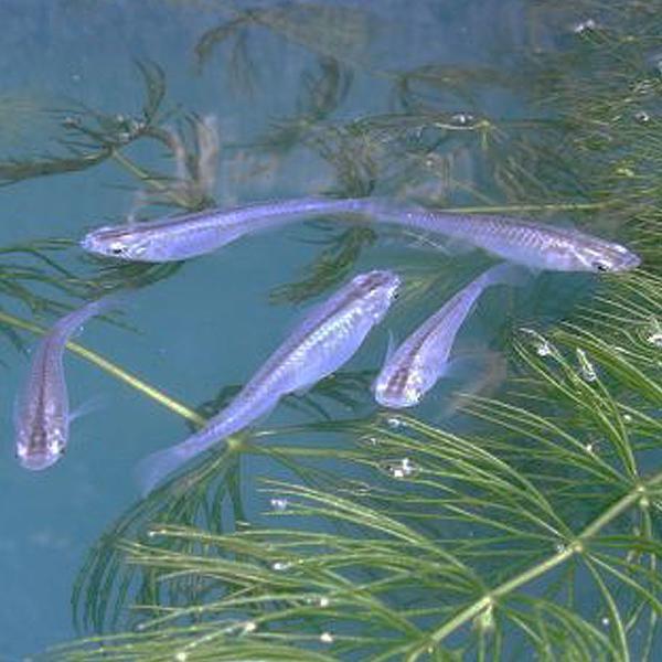 ※画像は参考個体です。【名称】青メダカ【サイズ】約2cm〜3cm【生体数】10匹背中が青白くみえるとても美しい種です。白メダカほどは色素が薄くないので青く見えます。水槽に群れで飼うと見ごたえがあり大変綺麗です。初期からいるメダカですが個体差...