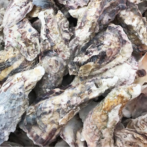 【名称】牡蠣殻（カキガラ）【サイズ】大小様々になります。【重量】5kg飼育水のPH（ペーハー）を中性にしてくれる固形カキガラです。濾過槽や濾過機にそのまま入れたり水槽やビオトープに入れて下さい。入れる目安としては60cm水槽の水量で1個〜2...