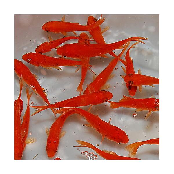 ※画像は参考個体です。【名称】小姉【サイズ】約6cm〜8cm【生体数】10匹個体サイズや模様、雌雄の指定についてはお受け致しかねますのでご了承下さい。※死着補償は半滅以上での対応となります。※到着後24時間以内にメールかお電話にてご連絡くだ...