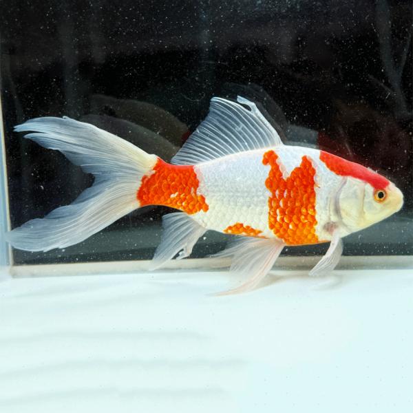 【名称】更紗コメット【サイズ】約22cm前後【生体数】1匹※画像の個体になります。日本から輸出された琉金の中から、アメリカワシントン水産委員会の池で発見された琉金の突然変異個体を、フナと交雑させ固定化。フキナガシ尾をなびかせて俊敏に泳ぐその...