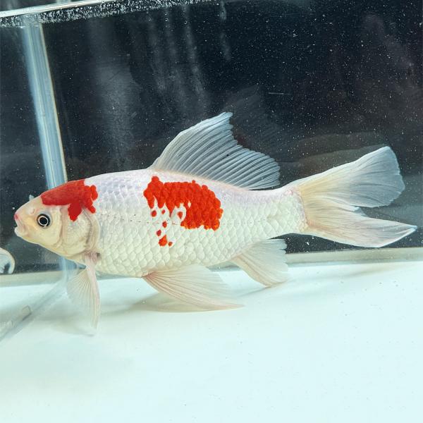 【名称】更紗コメット【サイズ】約23cm前後【生体数】1匹※画像の個体になります。日本から輸出された琉金の中から、アメリカワシントン水産委員会の池で発見された琉金の突然変異個体を、フナと交雑させ固定化。フキナガシ尾をなびかせて俊敏に泳ぐその...