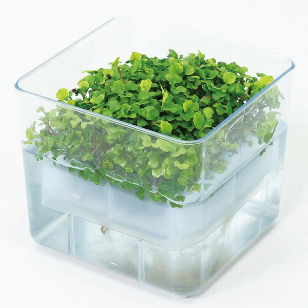 【商品説明】 水耕栽培とスプラウト育成を同じ容器で行えるマルチユニット。■商品名　水耕栽培ユニット■サイズ(約)　組立時：100×105×90mm、スポンジ：70×62×25mm■材質　容器：PS、フロート：PP、スポンジ：PU■内容　水耕...