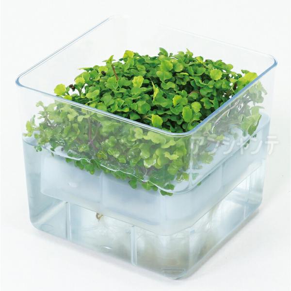 【商品説明】  水耕栽培とスプラウト育成のどちらにも使えるマルチユニットです。水位に合わせてフロートが上下する構造のため、根が常に水に触れやすい状態を保ち、日々の水位管理も手間をかけずに行えます。透明容器を採用しているので、根の伸び方や水の...