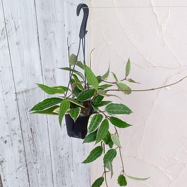 ホヤは熱帯アジアを中心に分布するつる性植物で、葉は多肉質。殆どの種類が花を付けます。ゴールデンマージンは肉厚の葉にくっきりと葉脈が入る美しい品種。細めの葉の縁に白斑が入り、スタイリッシュな印象です。乾燥に強く耐陰性もあるので、室内で管理しや...