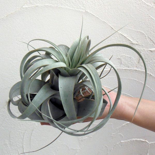 キセログラフィカは中南米原産のエアプランツの仲間。美しい銀白色でカールした葉が特徴で、チランジアの王者と呼ばれる品種です。生育は非常にゆっくりですが、60cm以上に育ちます。緑色の苞にピンクの花を咲かせ、開花時は見事です。水やりはひかえめに...