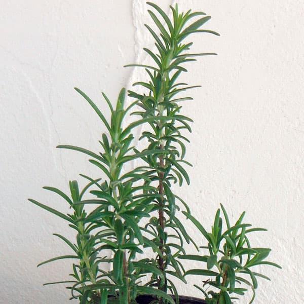 立性のローズマリーのなかでも大型の強健種です。光沢のある大きな緑葉、ブルーの花、ガーデン向きの品種です。弱耐寒性ですので、冬は霜よけをしてください。挿木苗なので、特性が安定しています。※詳しい商品説明は下のほうに記載があります