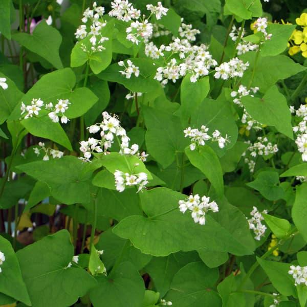 蜜源植物 営利栽培や家庭菜園に適した蕎麦の種です。「春のいぶき」は早生ソバ。従来の早生ソバ品種と比べても、生育日数が短く、日長感応性が低く、更に早く収穫が出来ます。ソバは霜や雨に弱く、４月頃に晩霜の心配がなくなり６月には梅雨が訪れてしまう西...