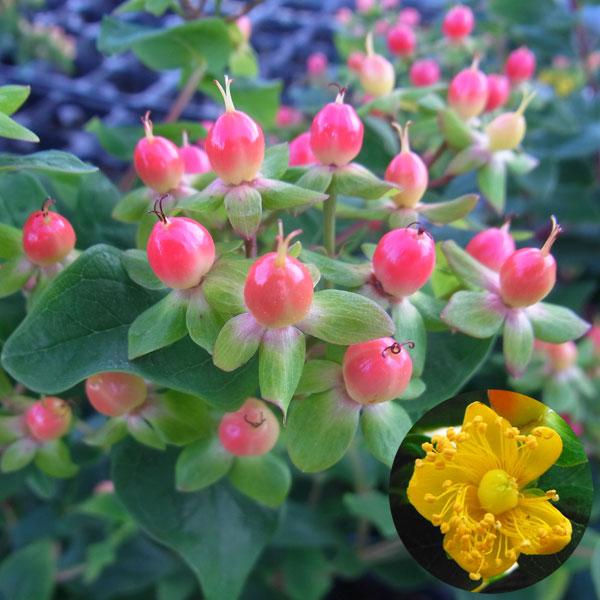 切花や実ものでの花材としておなじみのヒペリカム。色幅も増えました。落葉性の低木で摘芯でよく分枝します。長日時期に黄色の小花を枝の先端につけ、落花後に果実が肥大し、着色してきます。マジカルシリーズは病気に強く、わい性で開花・実つきが早いのが特...