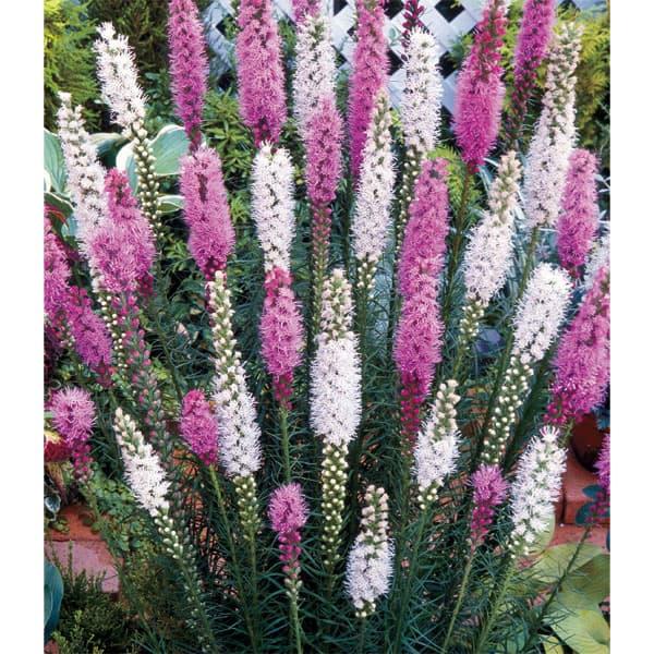 植えっぱなしでも大丈夫な野放し球根をセレクトしました。北アメリカ原産の寒さに強い宿根草です。初夏から夏に、小さなアザミに似た赤紫の花が長い円筒状に集まって咲きます。別名はキリンギク（麒麟菊）。花は穂先から下へ順々に咲き降りていきます。リアト...