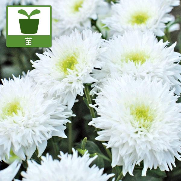 日本で伝統的に食されてきた食用菊。お料理に彩を添え、シャキシャキとした歯ごたえと季節感が味わえるエディブルフラワーの１つです。ゆがいて酢の物やおひたしで味わいます。その食用菊の幅を大きく広げるシリーズが「サラダマム」。従来の食用菊は主に茹で...