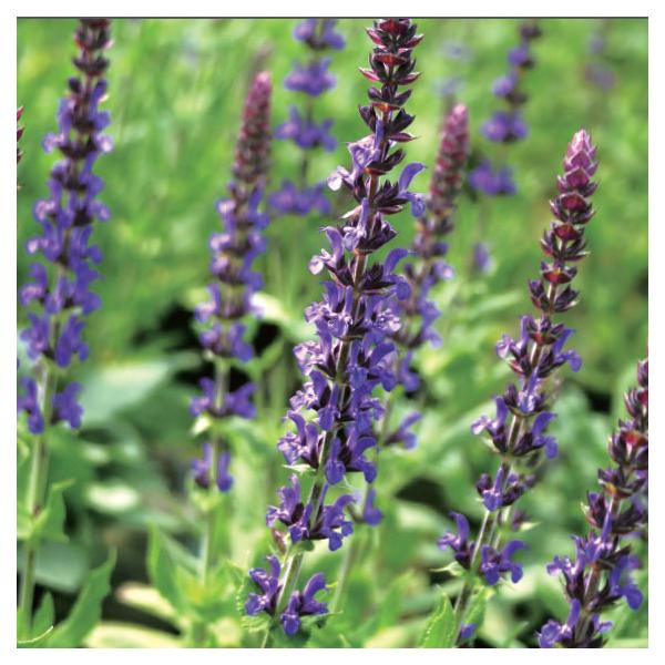 コンパクトな株から細い花穂が多数立ち上がる丈夫な宿根草 ネモローサはつくしのような花穂からたくさんの小花を咲かせる丈夫な宿根サルビアです。生育も旺盛で、ドーム状に一斉に咲く姿はとても壮観です 。通常のネモローサとは違い、株はコンパクトにまと...