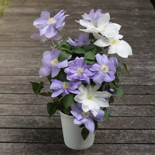 白花の北浜と青紫花のパストラーレのさわやかな2色植えの鉢植えです。※詳しい商品説明は下のほうに記載があります