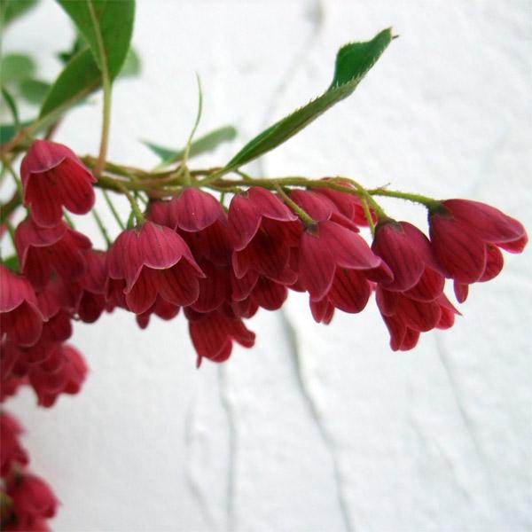 ★入荷から日数が経ったためセール価格となりました。商品の状態は画像と異なる場合があります。★晩春に枝先にスズランに似た小さな花を咲かせ、秋は紅葉が美しい落葉低木です。ドウダンツツジのように枝が密にはなりませんが、比較的樹高が低いので、生垣な...