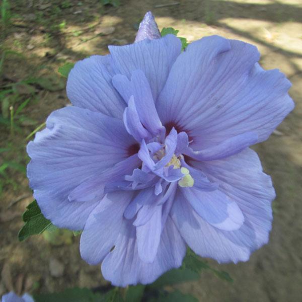 ムクゲは夏を彩る代表的な花木で、ハイビスカスの仲間。初夏から長期にわたり、夏空に向かって鮮やかに開花します。ブルーシフォンは青紫色の花色で半八重咲きとなる品種です。花は1日花ですが、枝の下のほうから次々に途切れることなく開花してくれます。暑...