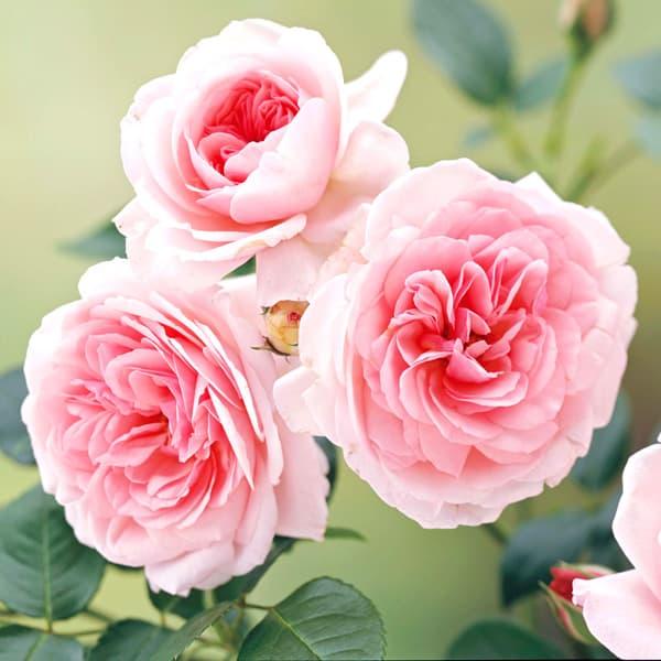 ★長期在庫のため特価です。5号鉢へ植え替え済です★ハークネスローズ社はガーデンローズ、特にフロリバンダの育種では国際的に評価の高い英国の伝統ある育種会社です。オクタビアヒルは香りが良く、オールドローズの特性に四季咲き性が加わった魅力的な品種...