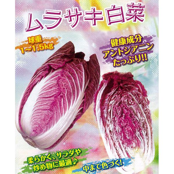 【発売日：2026年08月27日】鮮やかなパープルの最新品種！！ムラサキ白菜 やわらか葉の最新品種、サラダ白菜♪※詳しい商品説明は下のほうに記載があります
