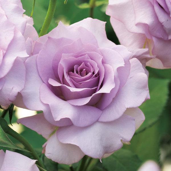 河本バラ園・河本純子さんの作出品種。ピンク紫色のふわふわとひらく波状花弁の優しい雰囲気の花形で、花数が多いバラです。※詳しい商品説明は下のほうに記載があります