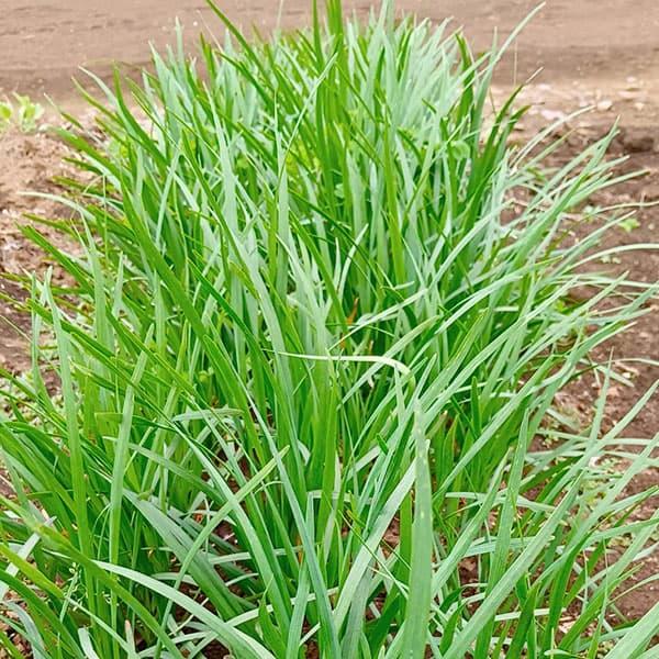 ニラは一度育てれば同じ株から10年くらいは繰り返し収穫できる便利な野菜です。収穫後は傷みやすいので、必要な都度収穫できる家庭での栽培にはおすすめの品種。とりたての風味は格別です。英国ではチャイブと同様にハーブの1種として扱われ、サラダやスー...