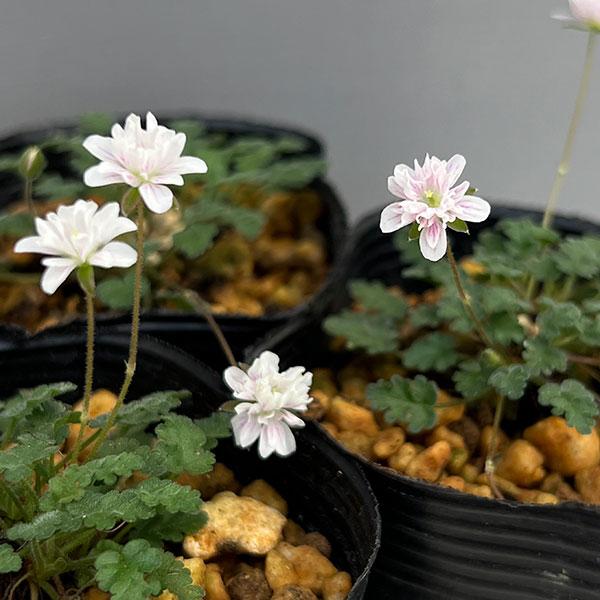 ゲラニウムの仲間です。ほふく性で丈夫で育てやすい姫フウロ草。春先から初秋にかけて茎を伸ばしながら次々とかわいい小花を咲かせます。鉢植えに、またグランドカバーにも向きます。八重咲きの白花です。花色は株によりうっすらとピンクがかることもあります...