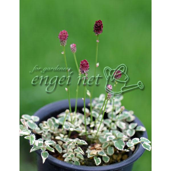 ごく小型のワレモコウで、葉に白覆輪が入ります。耐寒性の強い品種です。下の写真のように、鉢植えで仕立てるときれいです。斑入り品種の為、暑さで葉に傷みが出る場合があります。※詳しい商品説明は下のほうに記載があります