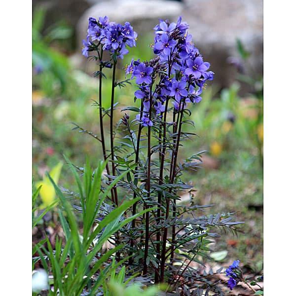 銅葉に濃紫色の花が美しいハナシノブの仲間 宿根草 ポレモニウムはガーデニングに人気の宿根草です。春に花茎を高く伸ばして花径2cm程の紫色の花を咲かせます。山野草のハナシノブの仲間で葉も美しく、特に寒い時期には銅葉の葉色が濃くなるので、ウィン...