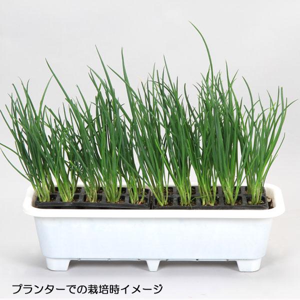 【発売日：2026年09月24日】植え付け不要！土の上に置くだけ！プランターでいつでも新鮮なネギが収穫できます 土の上に置くだけですくすく育つ、便利なカットパック入りのネギの苗。きちんと苗を定植して育てることもできますが、置くだけの栽培方法...